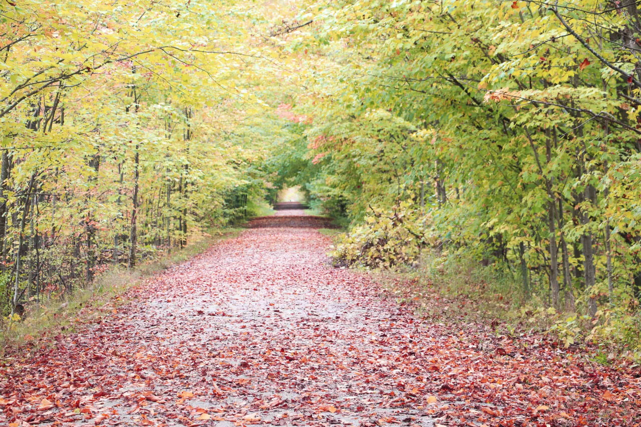 Experience walking trails in Simcoe Muskoka - Your North Life | Simcoe ...